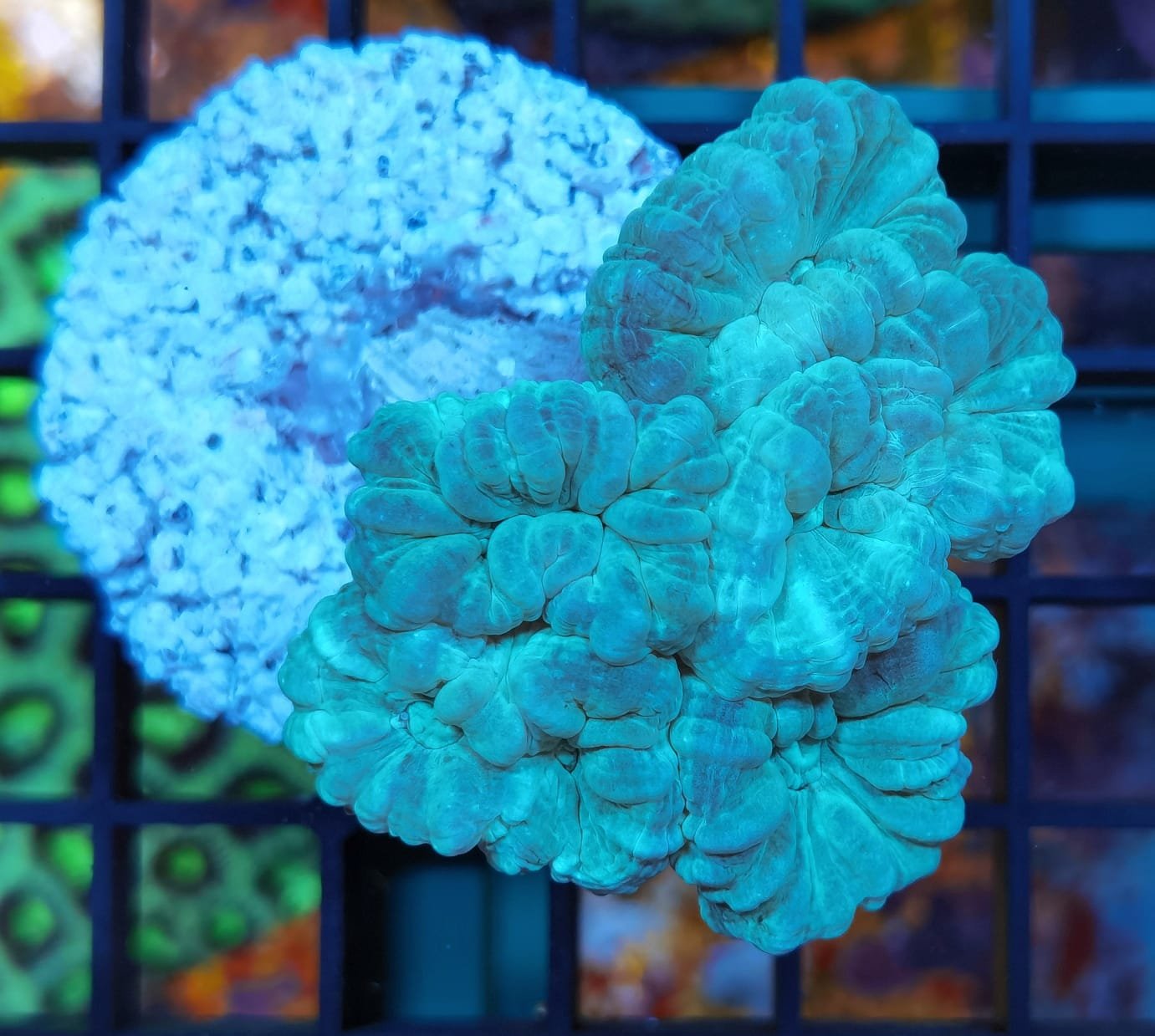 Caulastrea furcata blu 3-4 calici - ExoticFarm