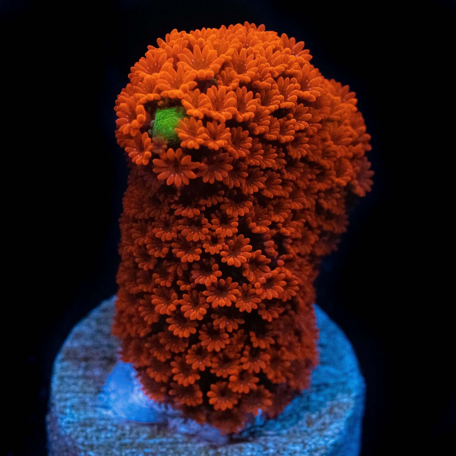 Montipora digitata - ExoticFarm