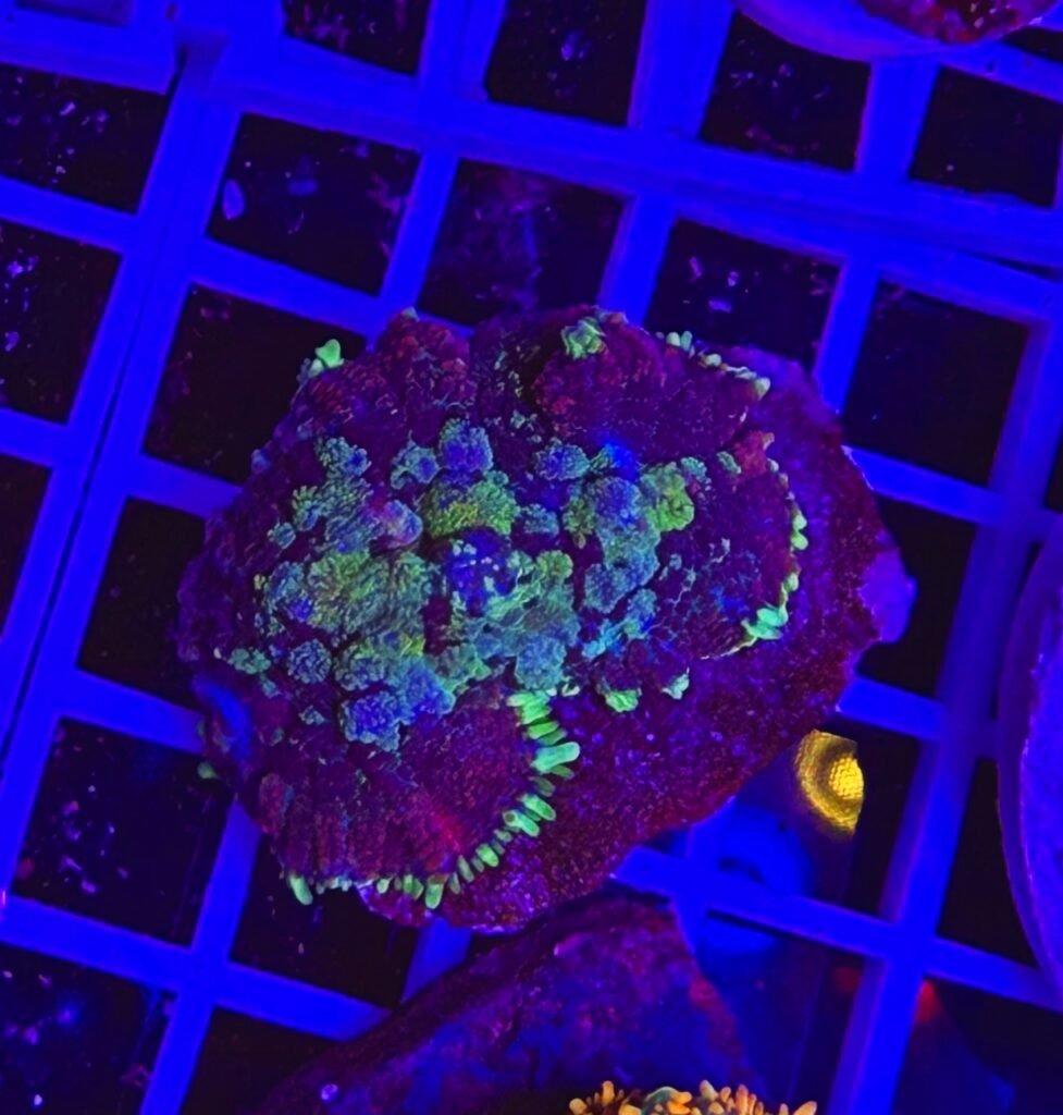 Rhodactis green blue - ExoticFarm